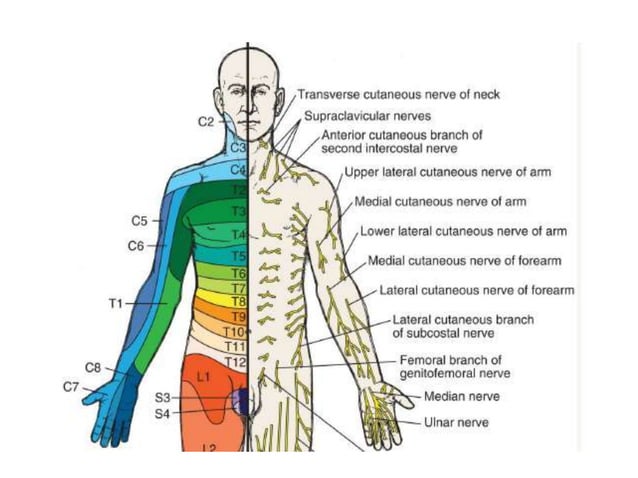 dermatomes and development of limbs copy.pptx | Death, Injury, or ...