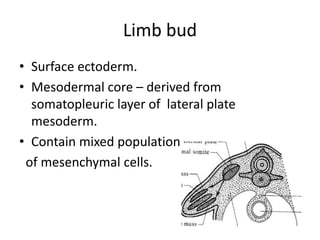 dermatomes and development of limbs copy.pptx