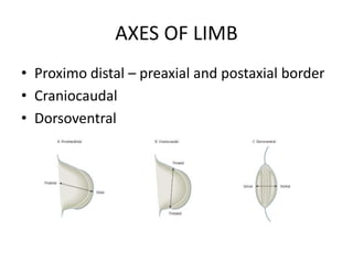 dermatomes and development of limbs copy.pptx | Death, Injury, or ...