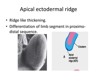 dermatomes and development of limbs copy.pptx | Death, Injury, or ...