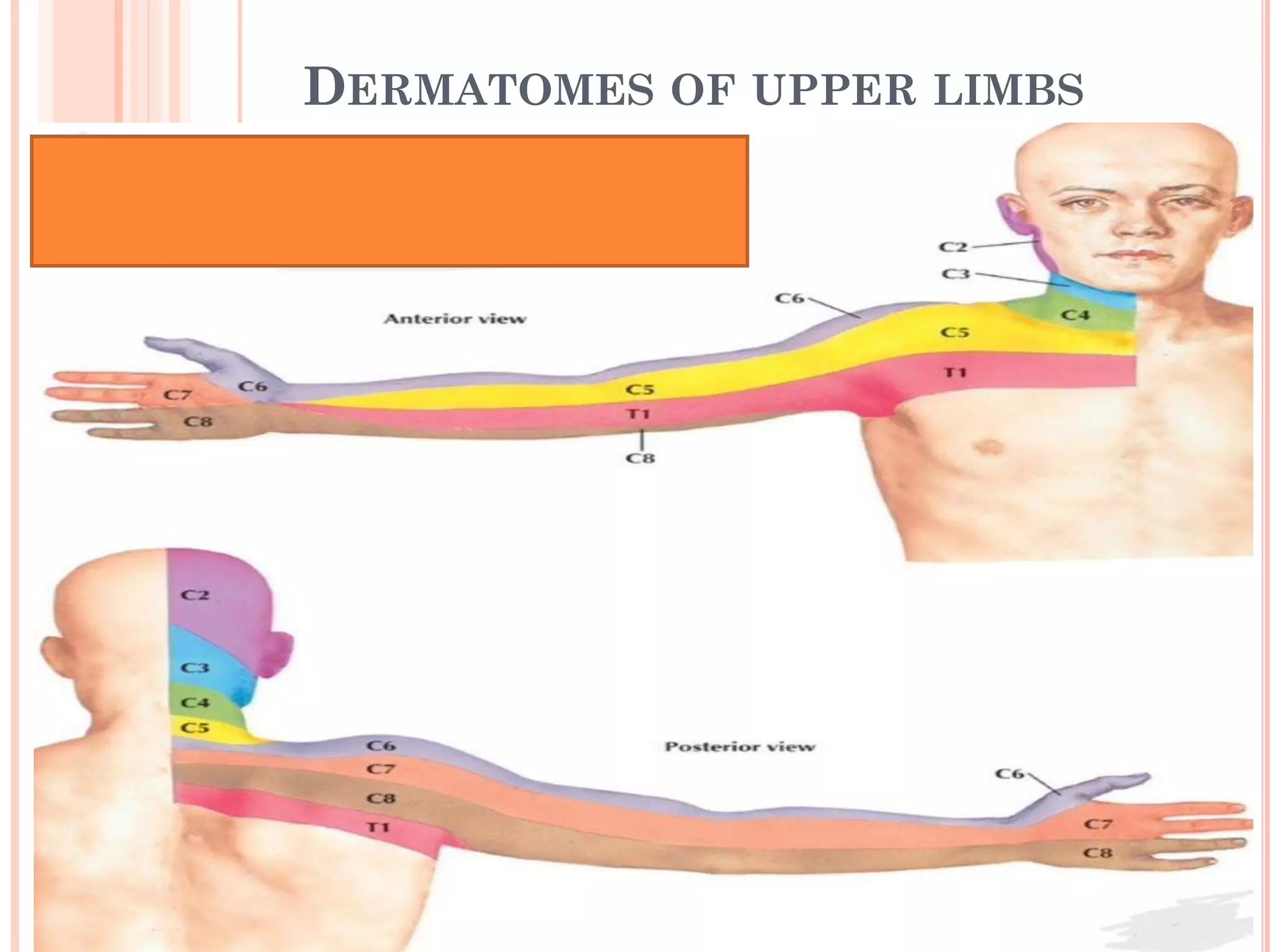 Dermatomes And Myotomes With Word Associations Physical