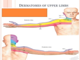Dermatomes Upper Limb