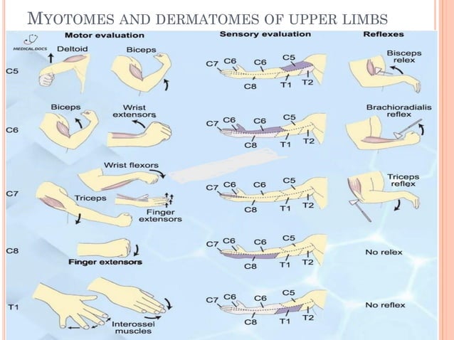 Dermatomes and myotomes.pdf