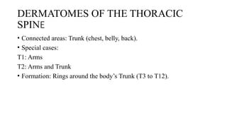 DERMATOMES AND REFERRED PAIN.prentationx | PPTX