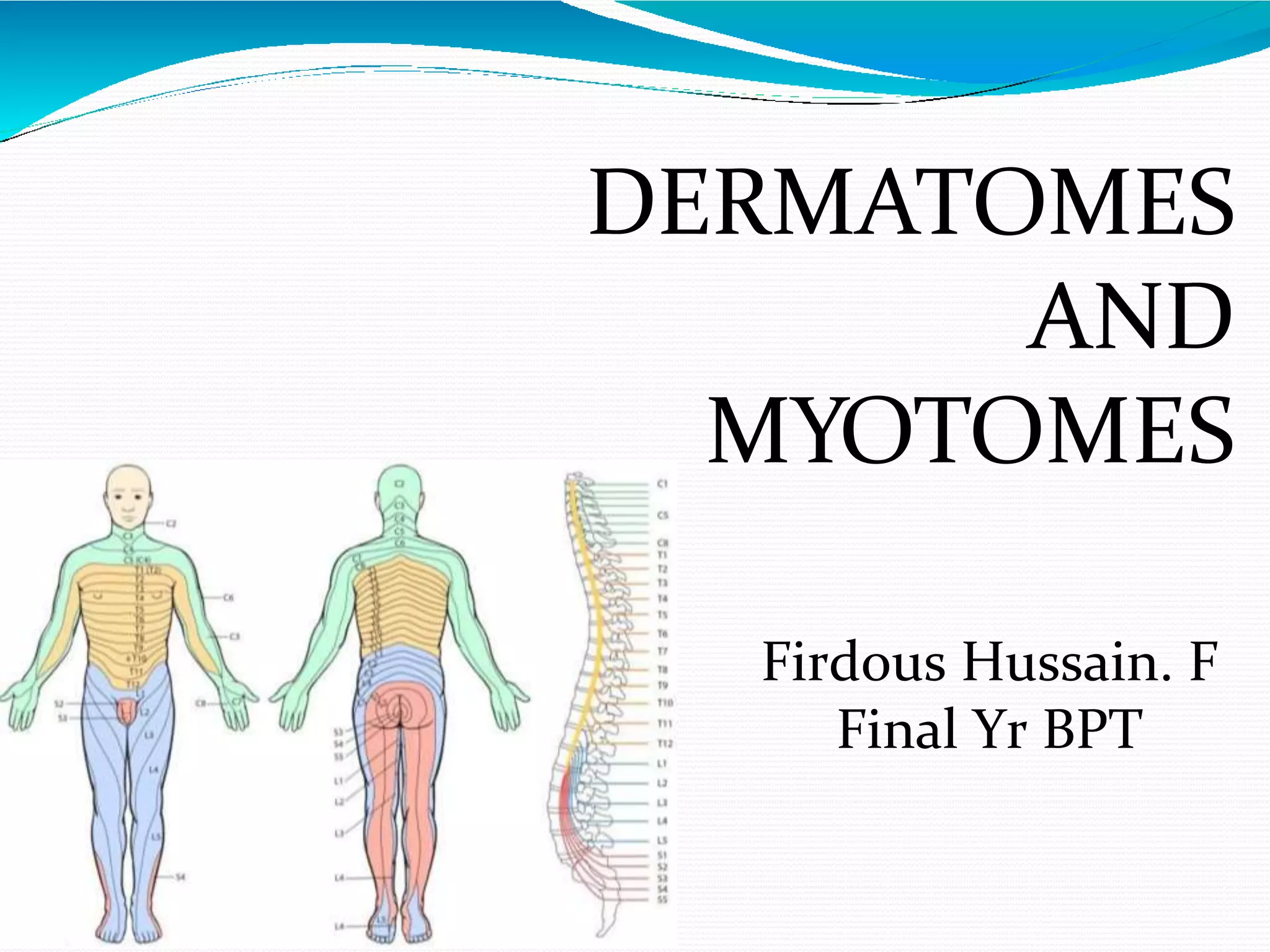 Dermatomes & Myotomes By Firdous Hussain | PPTX