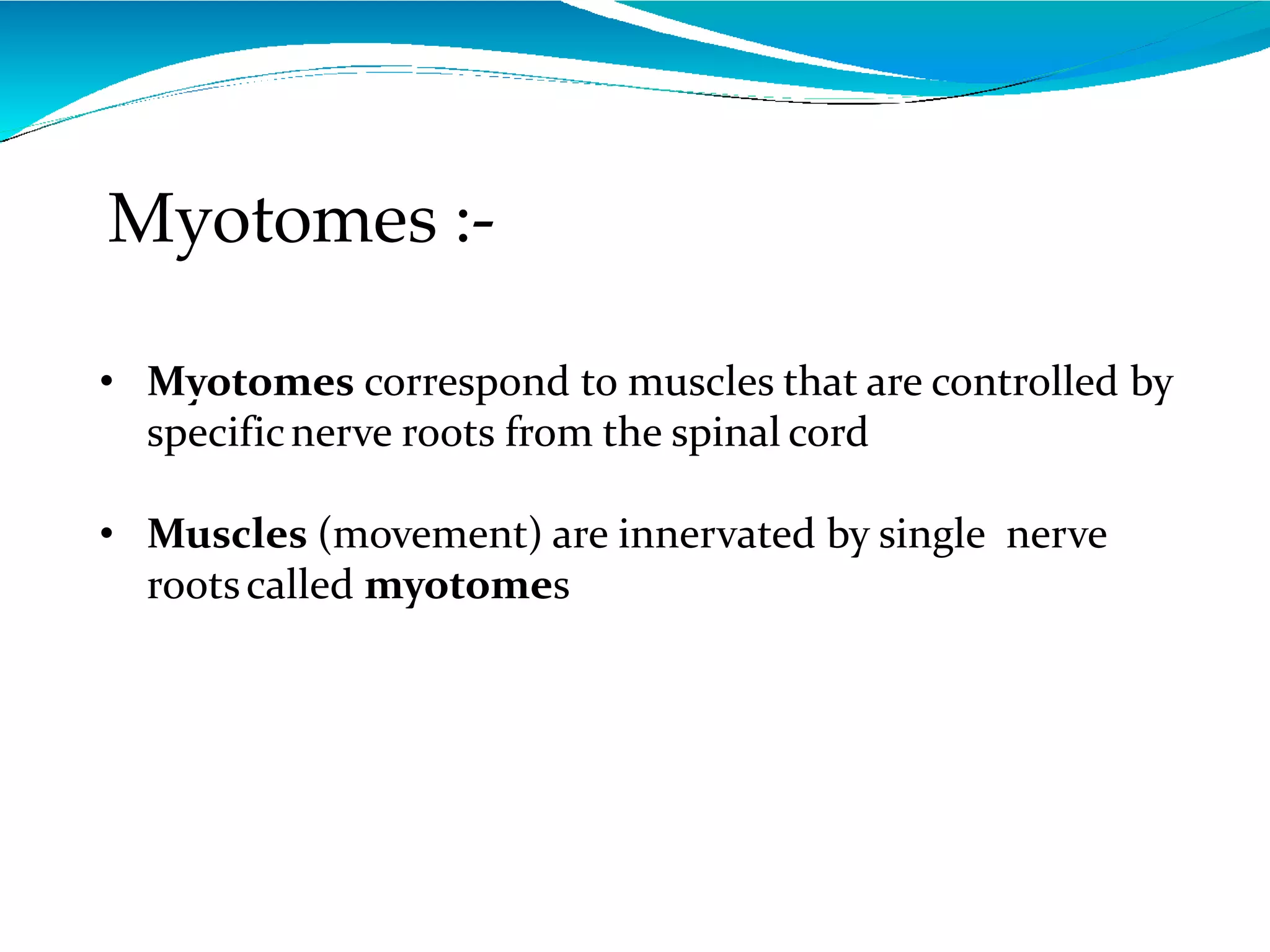 Dermatomes & Myotomes By Firdous Hussain | PPTX