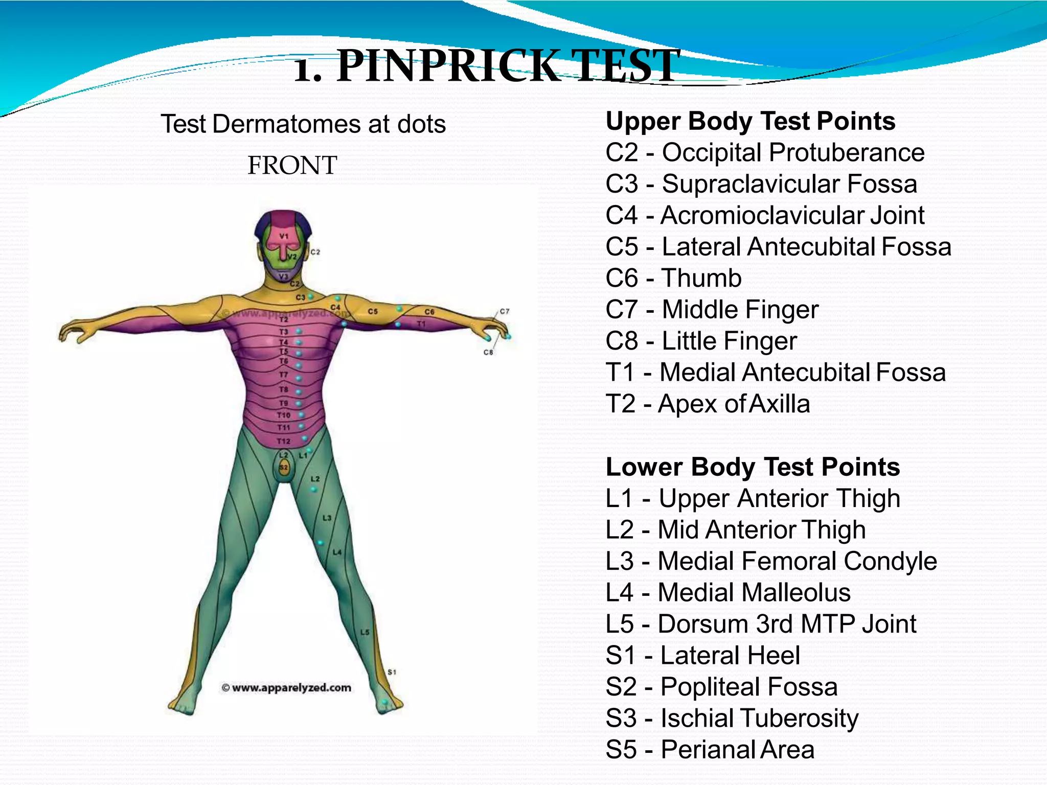 Dermatomes & Myotomes By Firdous Hussain | PPTX