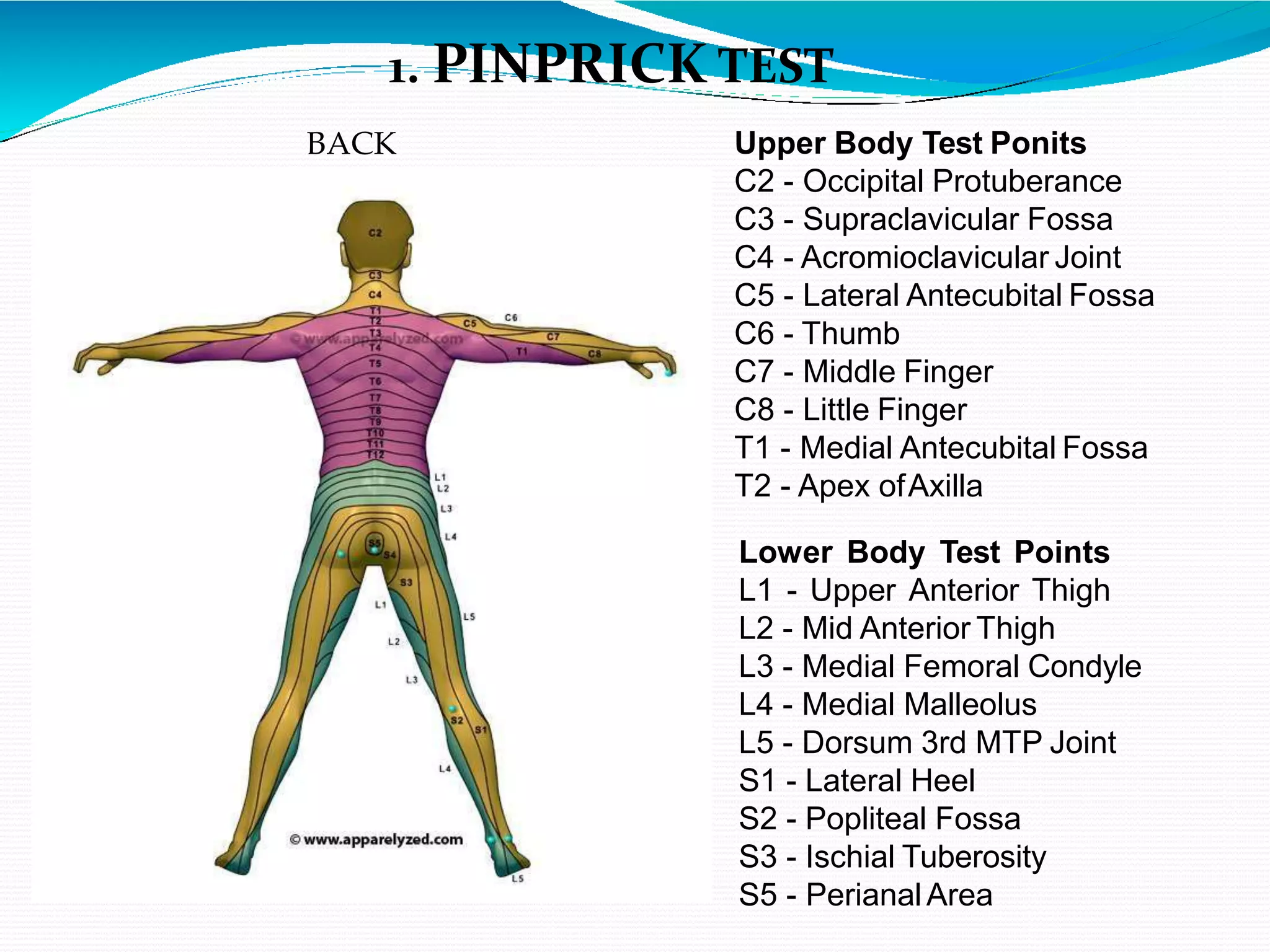 Dermatomes & Myotomes By Firdous Hussain | PPTX