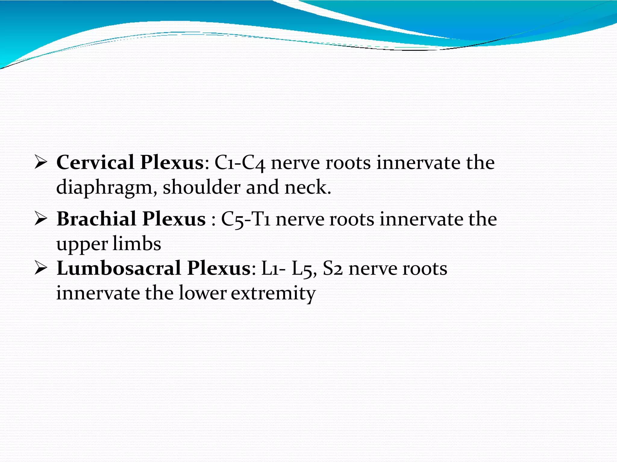 Dermatomes & Myotomes By Firdous Hussain | PPTX
