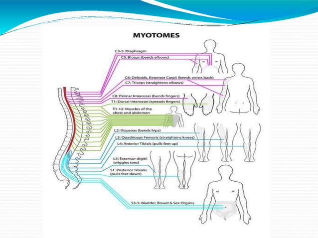 Dermatomes & Myotomes By Firdous Hussain | PPTX | Death, Injury, or Military Conflict ...