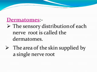 Dermatome Of Upper Limb Ppt