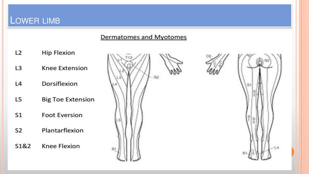 Dermatomes And Myotomes Of Lower Limb - vrogue.co