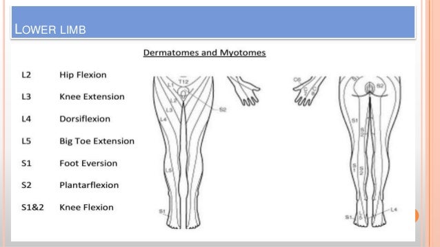 Dermatomes & Myotomes (amir) FC4