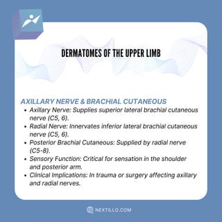 Dermatomes of the upper limb | Nextillo DIBS | PDF