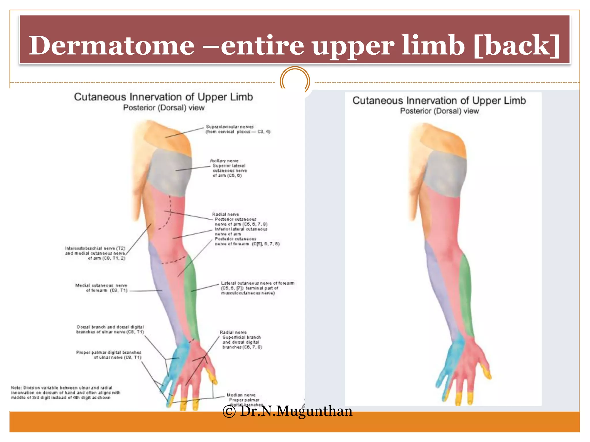 Dermatomes of upper limb- Dr.N.Mugunthan.MS