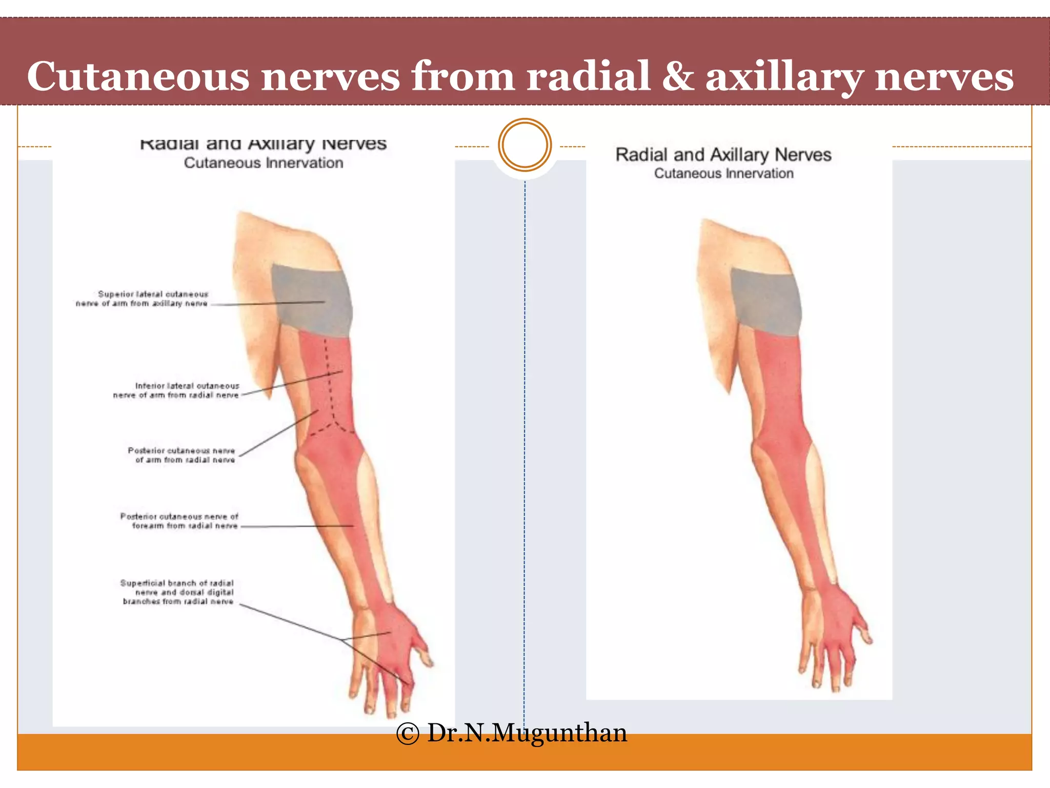 Dermatomes of upper limb- Dr.N.Mugunthan.MS