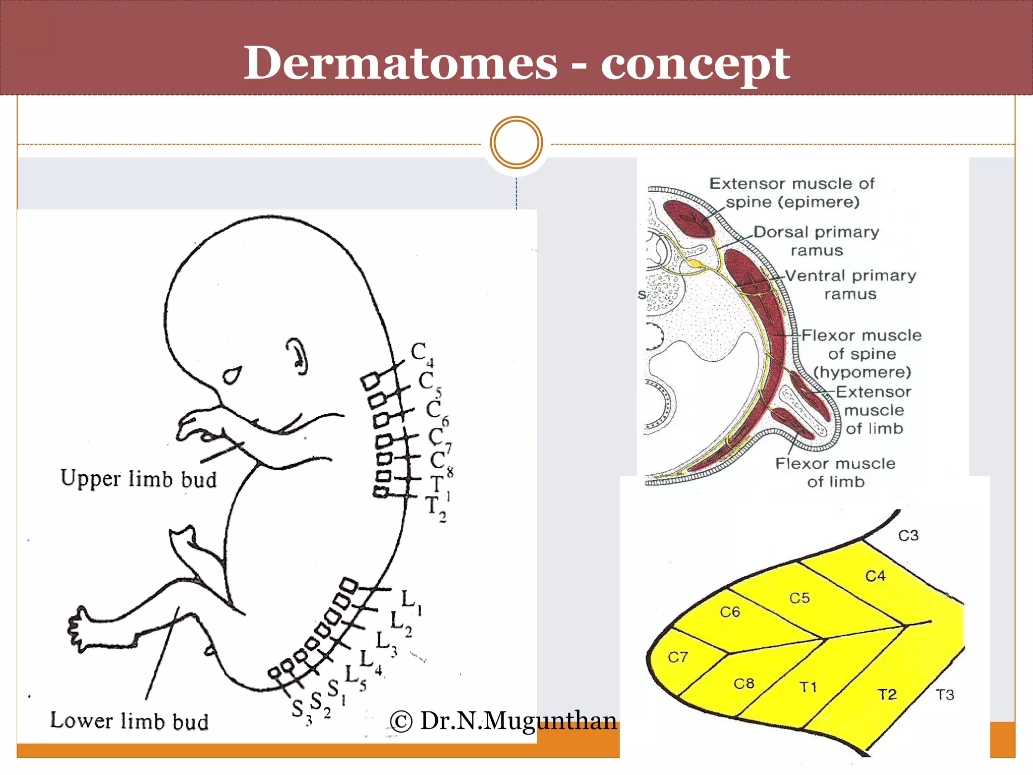 Dermatomes of upper limb- Dr.N.Mugunthan.MS