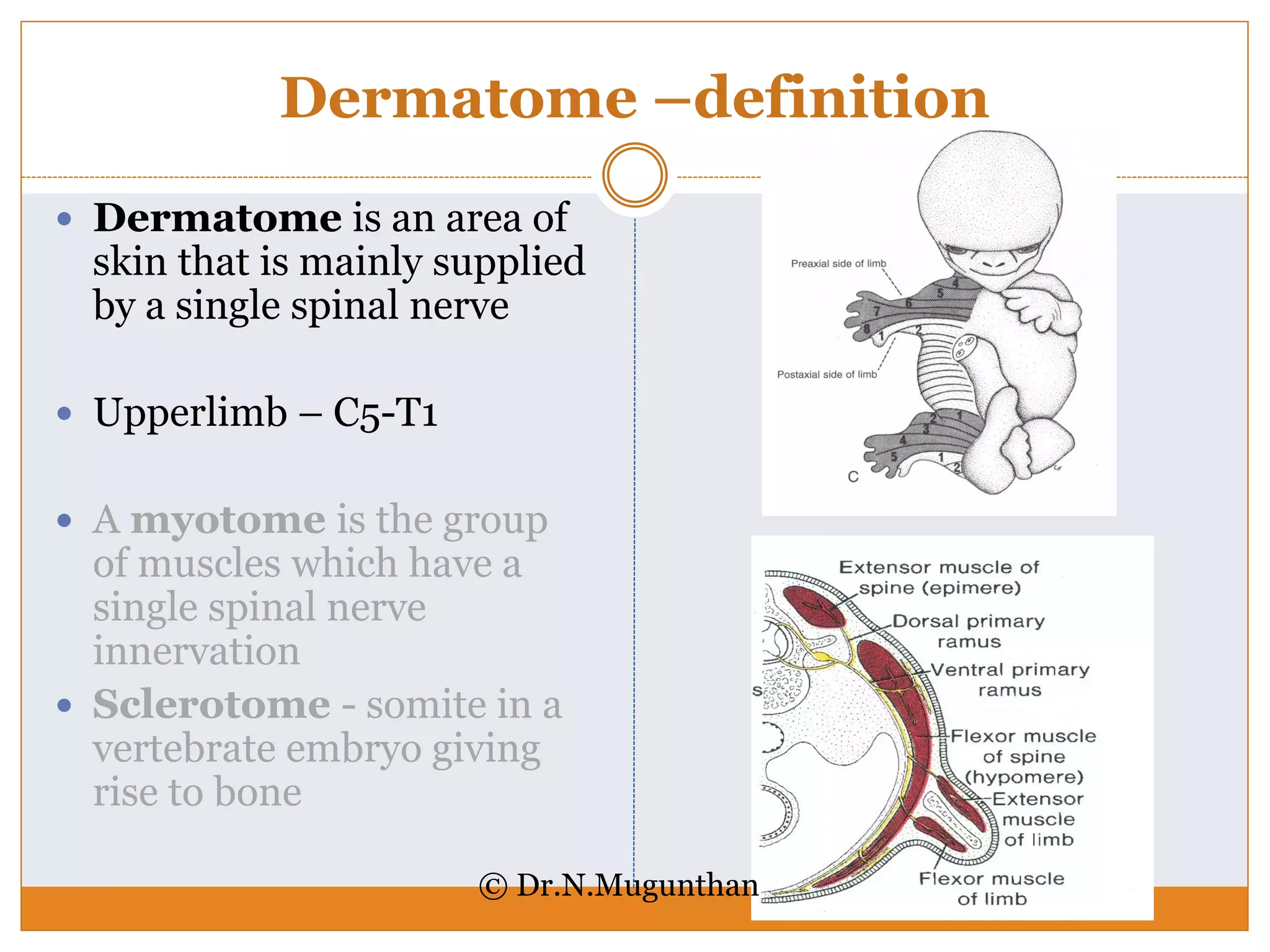 Dermatomes of upper limb- Dr.N.Mugunthan.MS