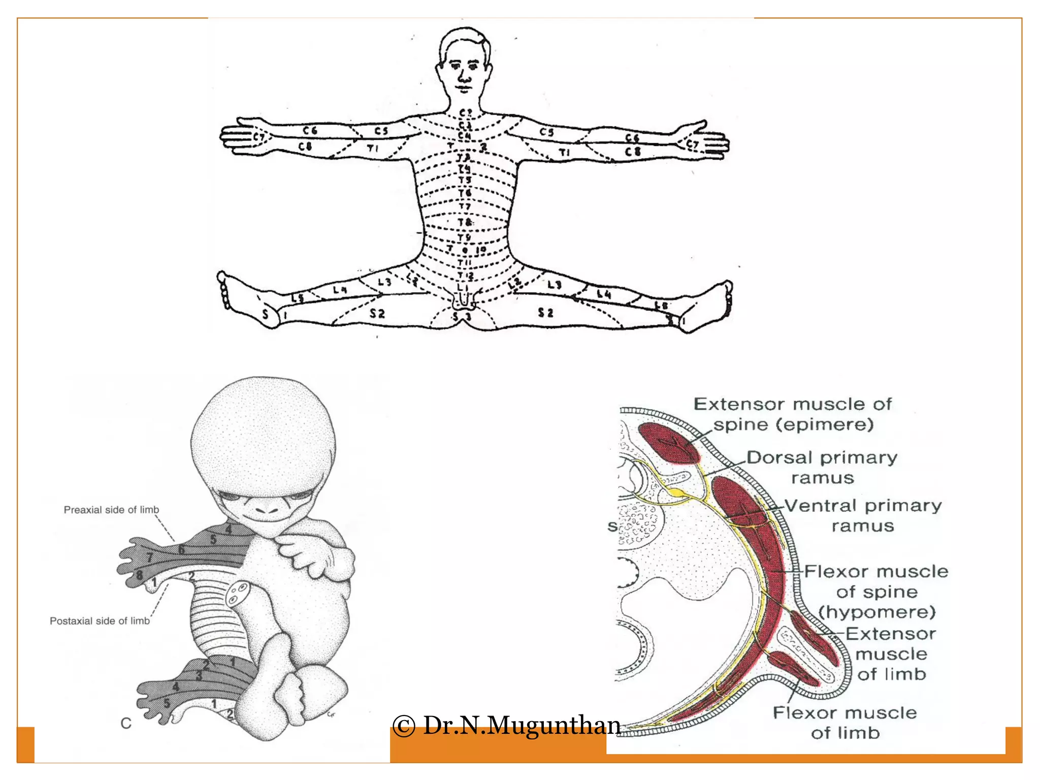 Dermatomes Upper Limb Dermatomes Of Upper Limb Dr.N.Mugunthan.MS