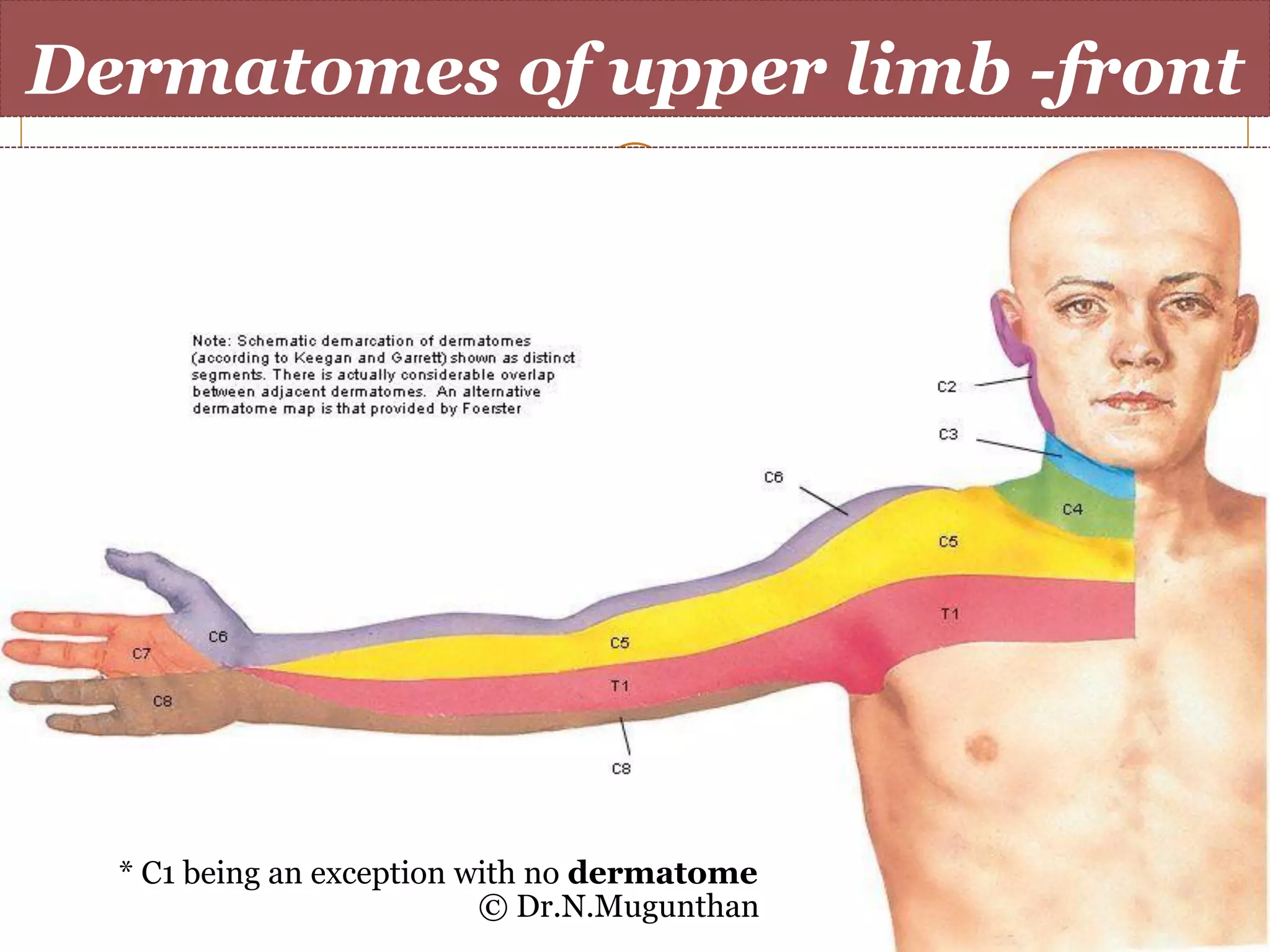 Dermatomes of upper limb- Dr.N.Mugunthan.MS