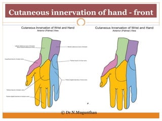 Dermatomes of upper limb- Dr.N.Mugunthan.MS