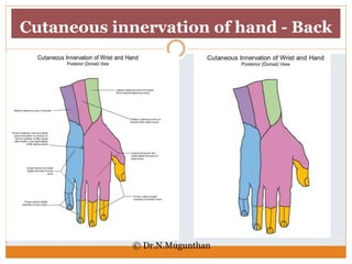 Dermatomes of upper limb- Dr.N.Mugunthan.MS