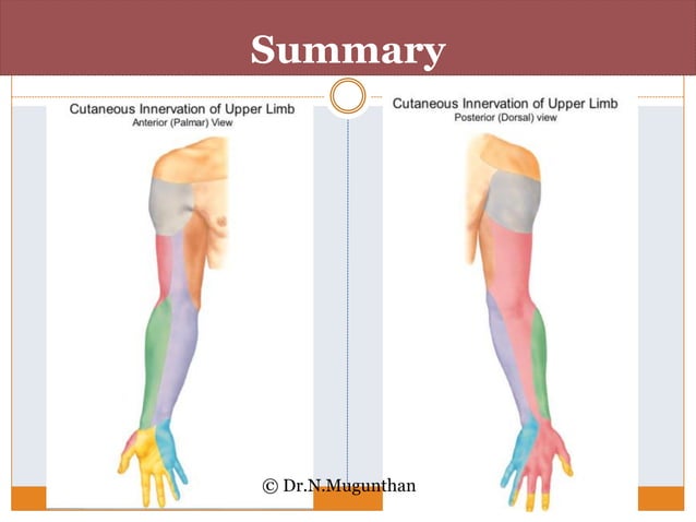 Dermatomes of upper limb- Dr.N.Mugunthan.MS | Death, Injury, or ...