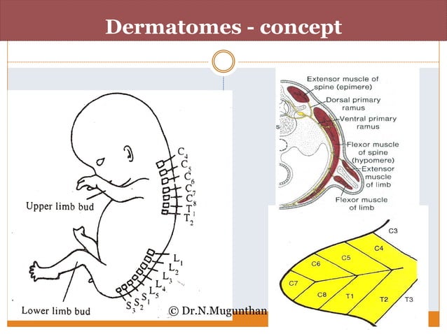 Dermatomes of upper limb- Dr.N.Mugunthan.MS | Death, Injury, or ...