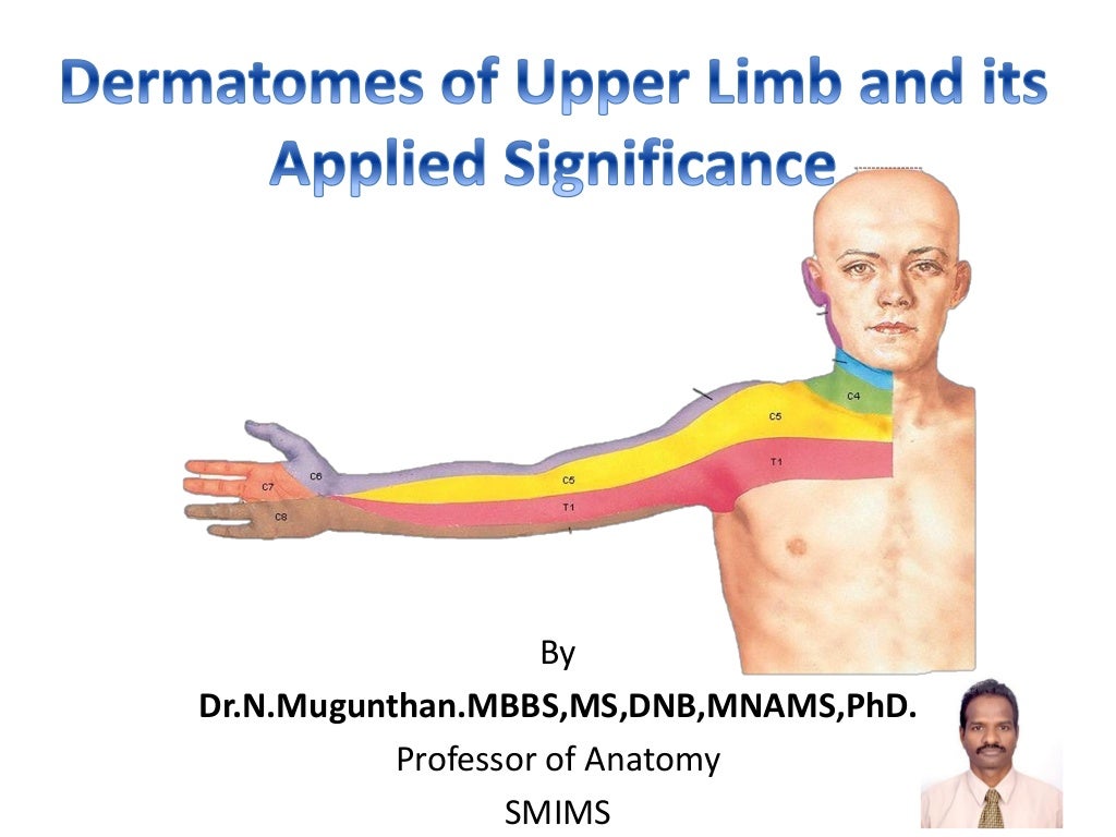 Dermatomes of upper limb- Dr.N.Mugunthan.MS