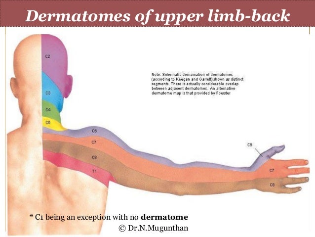 Dermatomes of upper limb- Dr.N.Mugunthan.MS
