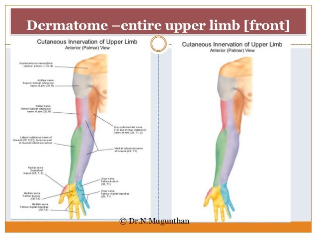 Dermatomes of upper limb- Dr.N.Mugunthan.MS