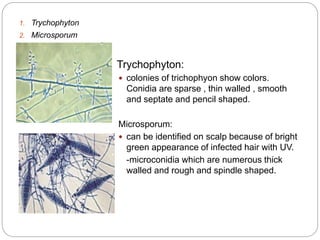 Dermatomycosis | PPTX
