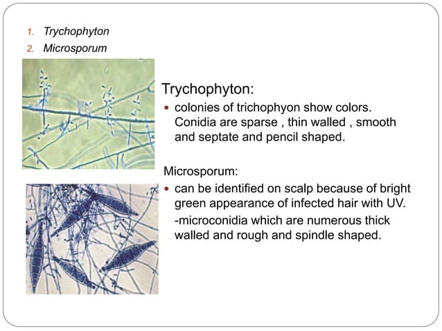 Dermatomycosis | PPTX | Skin and Dermatology | Diseases and Conditions