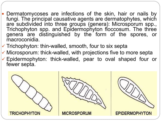 Dermatomycosis | PPTX | Skin and Dermatology | Diseases and Conditions