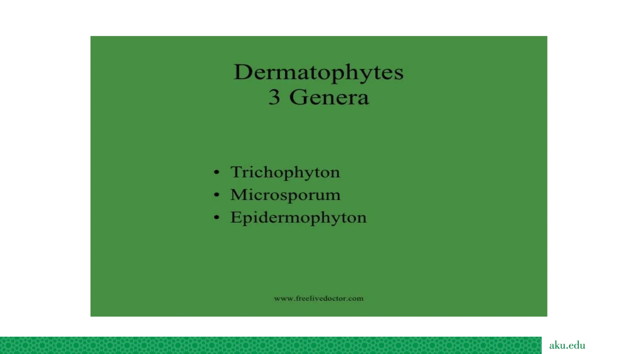 Dermatomycosis ppt fungi loving bacterias | PDF