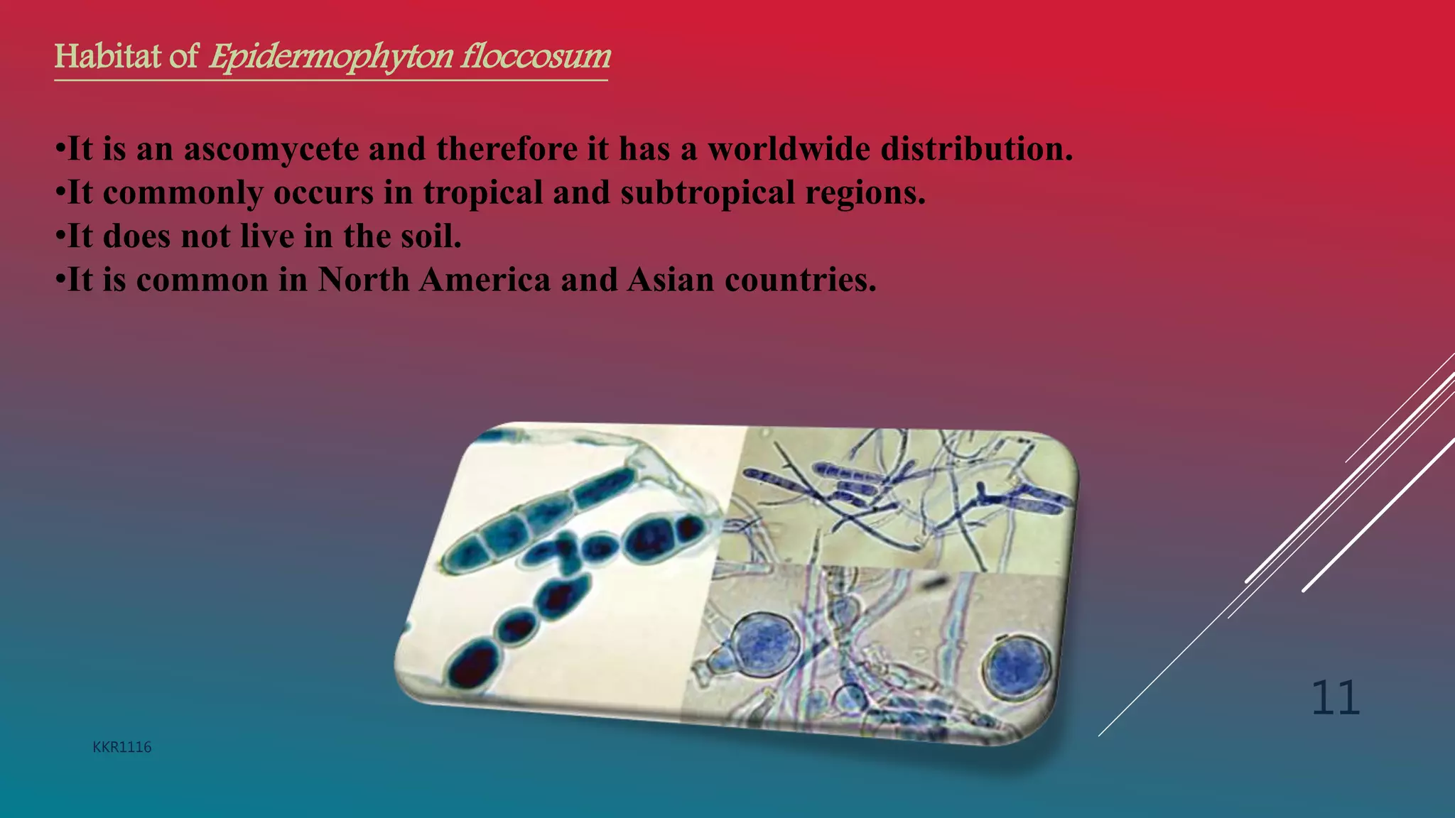 Dermatomycosis | PPTX