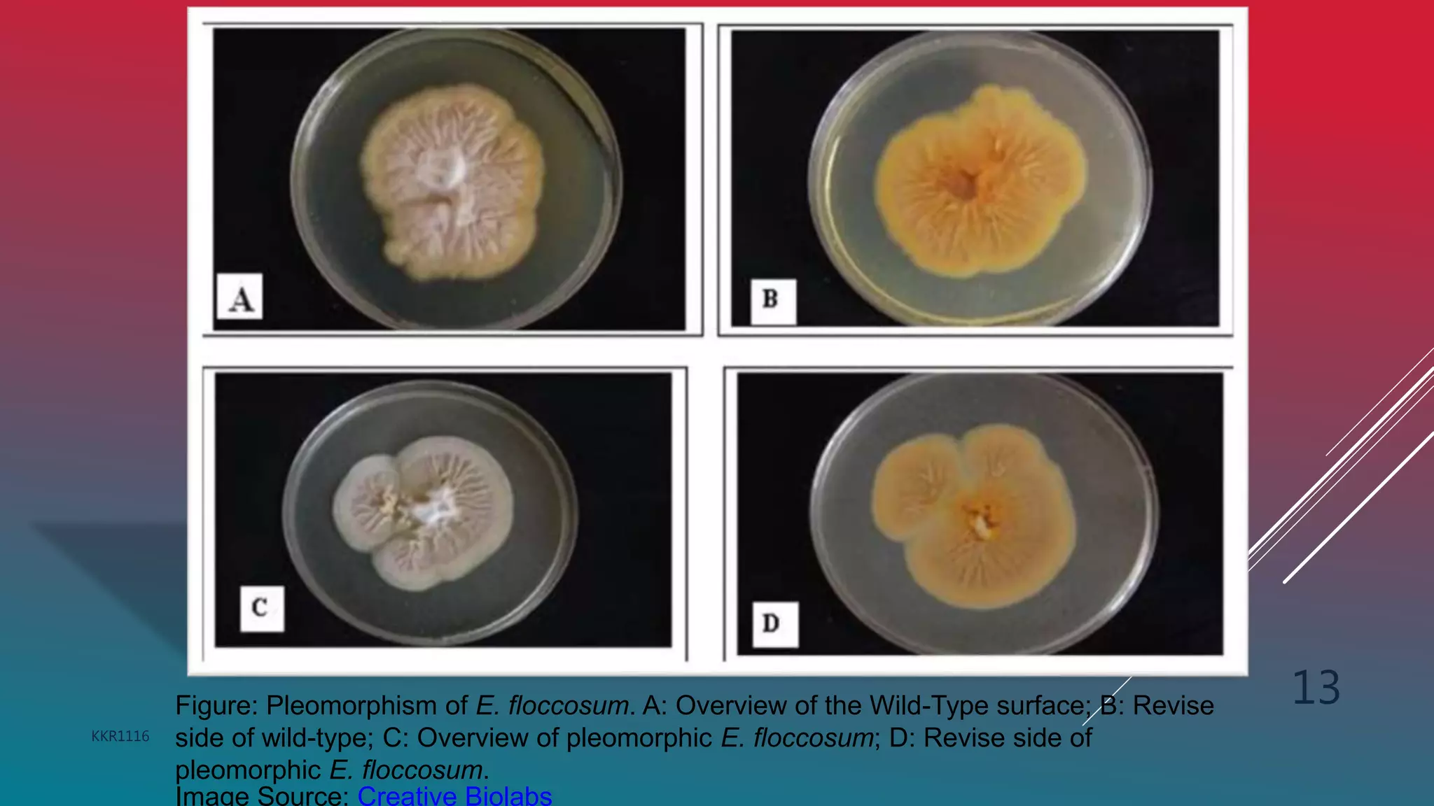 Dermatomycosis | PPTX