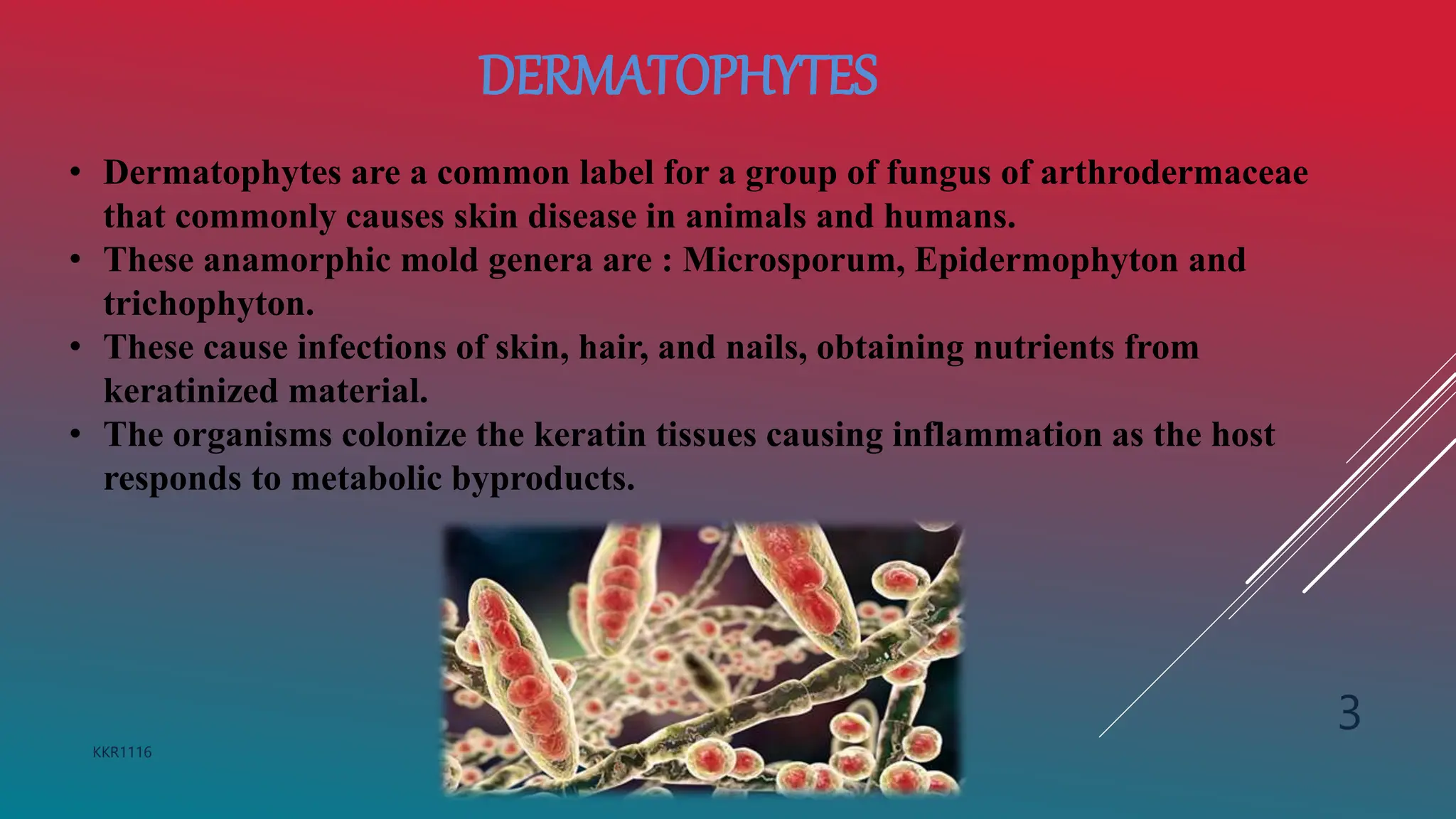 DERMATOMYCOSIS Epidermophyton KKR.pptx | Skin and Dermatology ...