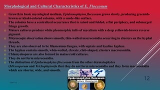 DERMATOMYCOSIS Epidermophyton KKR.pptx | Skin and Dermatology ...