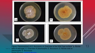 DERMATOMYCOSIS Epidermophyton KKR.pptx | Skin and Dermatology ...
