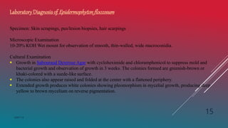 DERMATOMYCOSIS Epidermophyton KKR.pptx | Skin and Dermatology ...