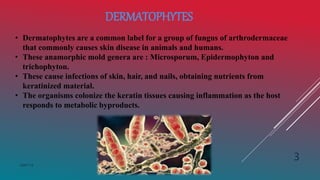 DERMATOMYCOSIS Epidermophyton KKR.pptx | Skin and Dermatology ...