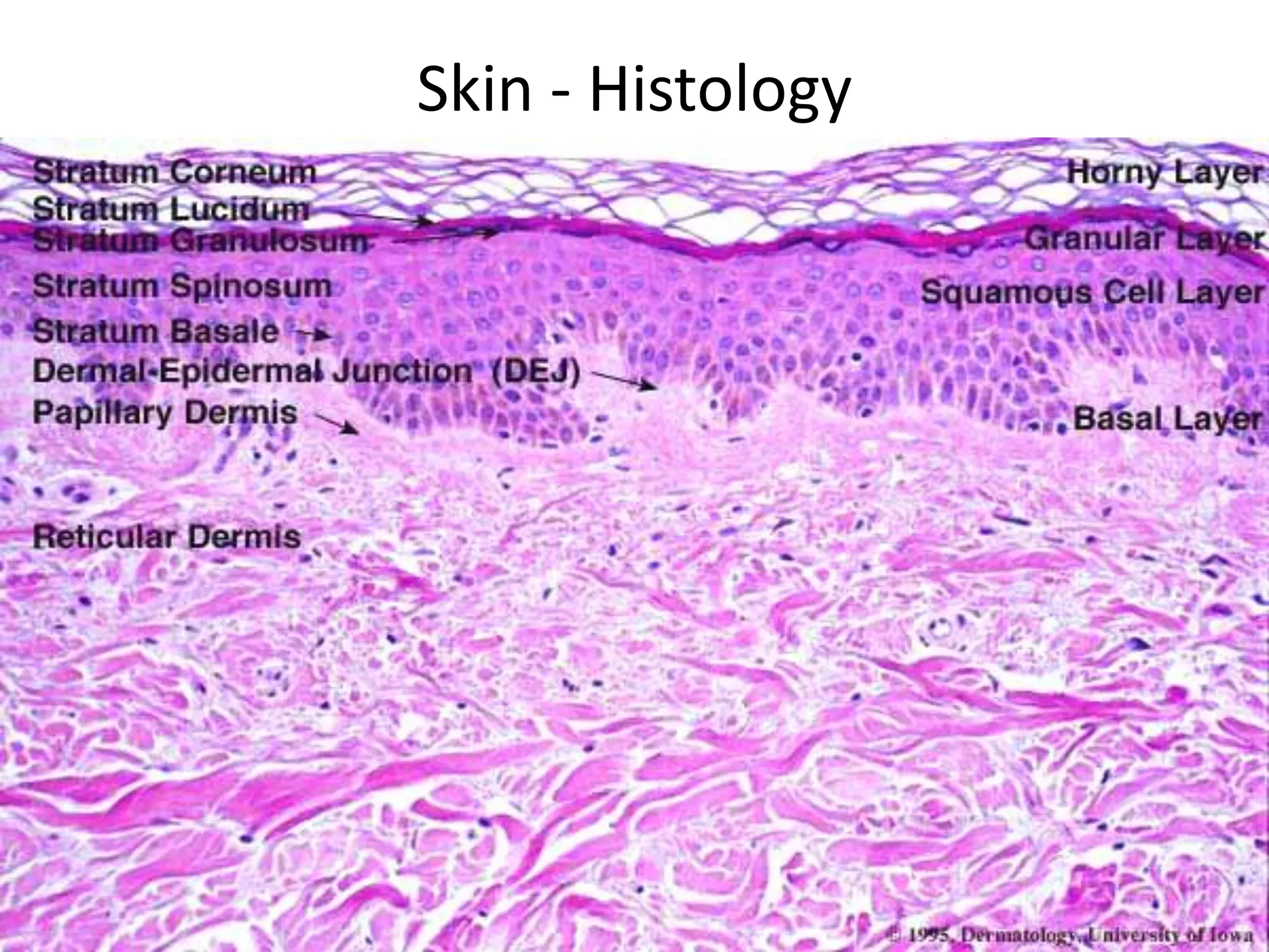 Dermatopathology1 | PPT | Skin and Dermatology | Diseases and Conditions