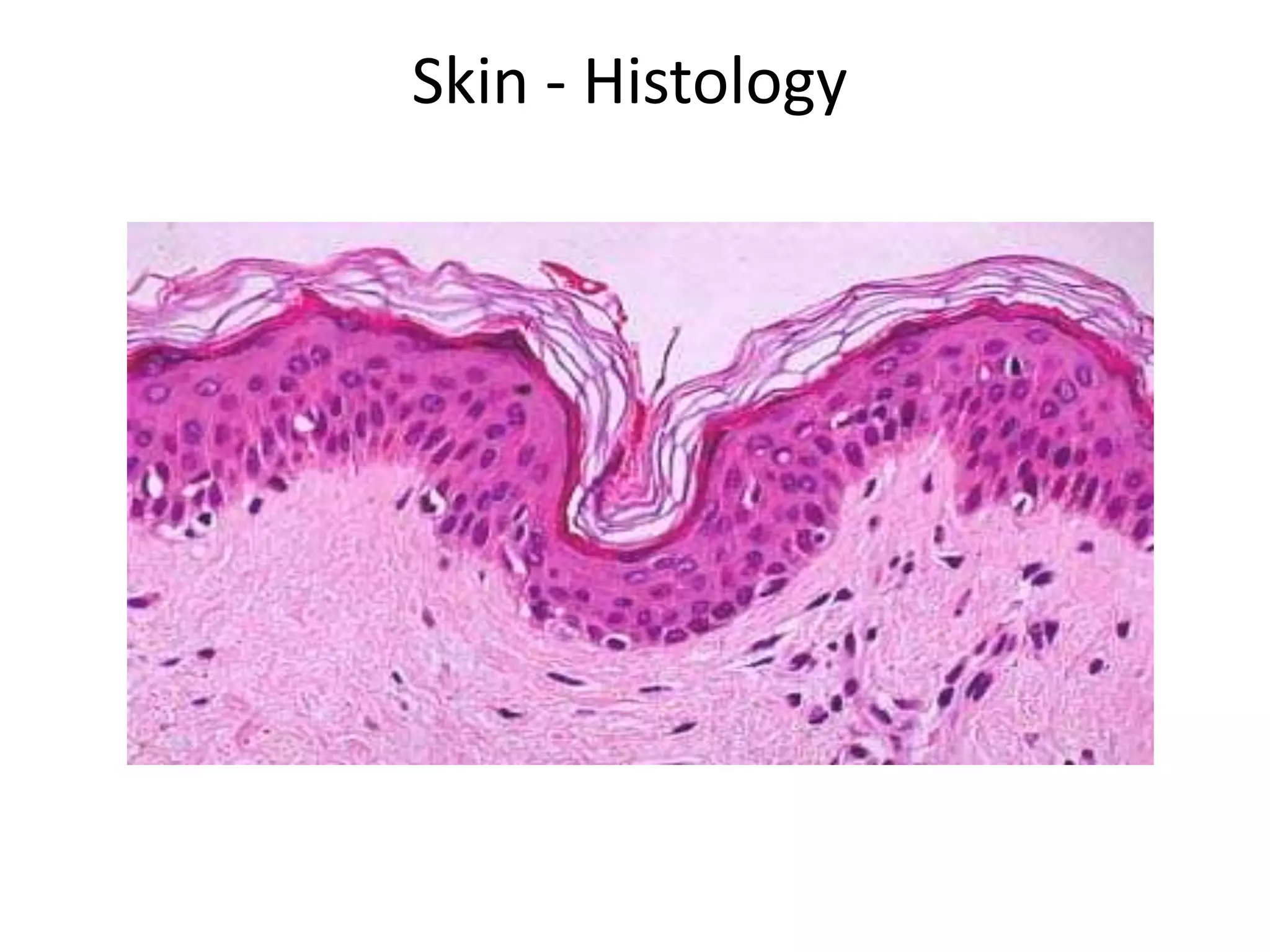 Dermatopathology1 | PPT | Skin and Dermatology | Diseases and Conditions