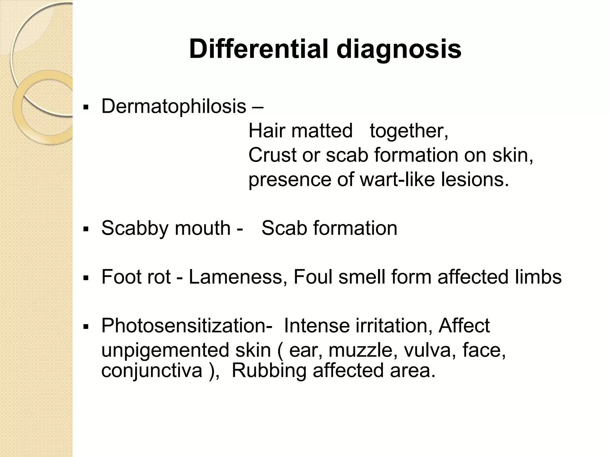 Dermatophilosis | PPTX