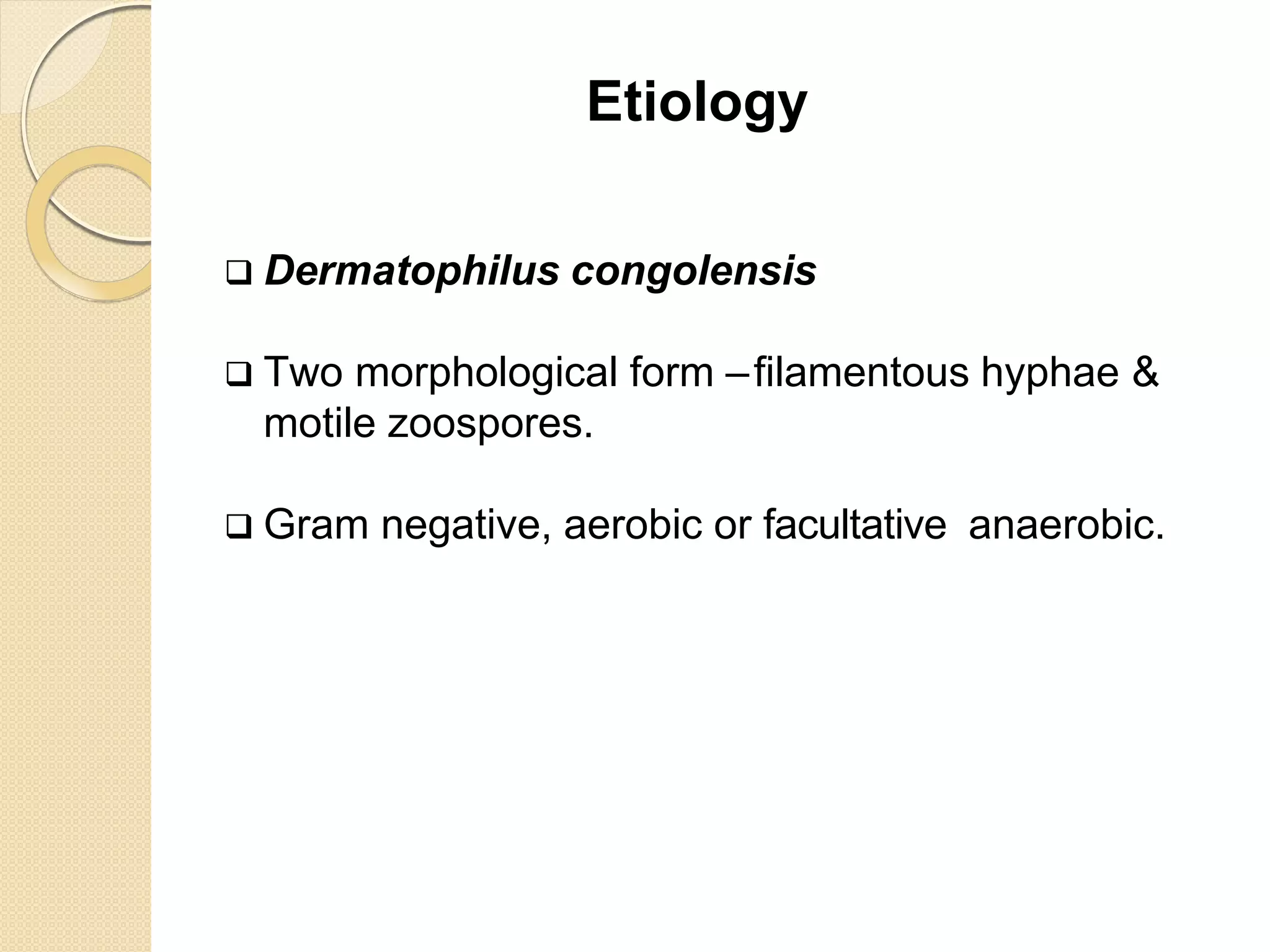 Dermatophilosis | PPTX