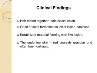 Dermatophilosis | PPTX