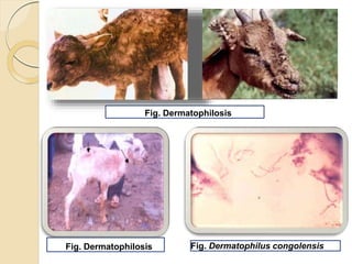 Dermatophilosis | PPTX