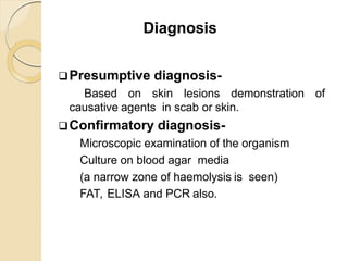 Dermatophilosis | PPTX