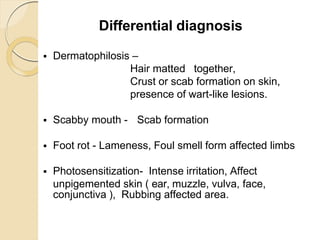 Dermatophilosis | PPTX